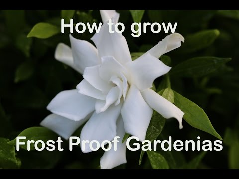 How to grow Frost Proof Gardenia with description and advice