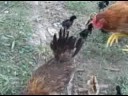 Red Hen and her 8 baby chicks