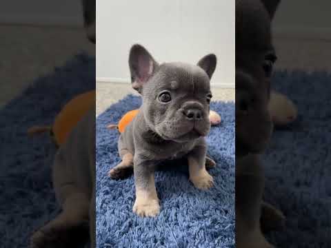 The definition of puppy dog eyes 🥺❤️ #youtubeshorts #dog #frenchie #frenchiebulldog #usa
