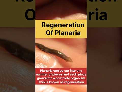 regeneration of planaria real life | how do organisms reproduce class 10 biology #learn #class10