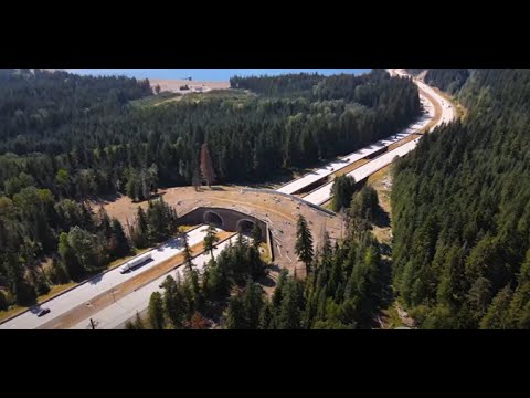 I-90 Snoqualmie Pass East: Critter Crossings in the Cascades