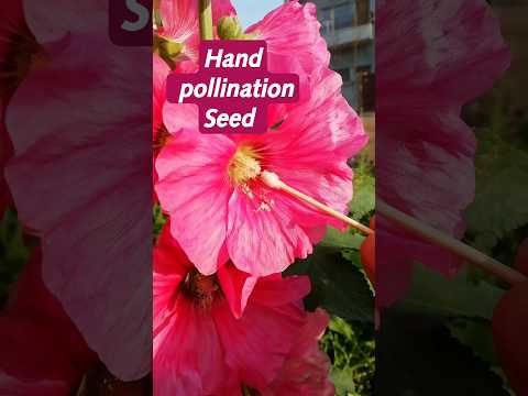 hand pollination seed #handpollination #seed #see #technique #skills #gardning #gardeningtips