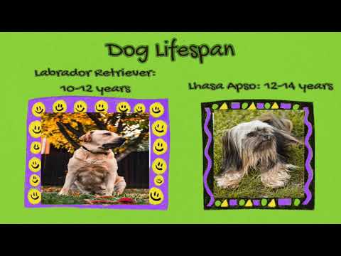 Dog Lifespan: How Long is the Average Lifespan of a Dog? 50 Dogs' bread lifespan compression