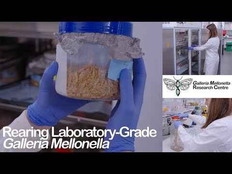 GMRC - Rearing laboratory grade Galleria mellonella