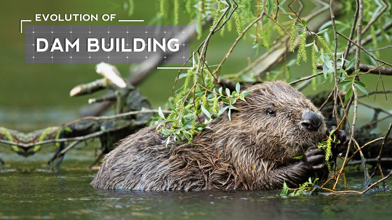 How Beavers Evolved to Build Dams