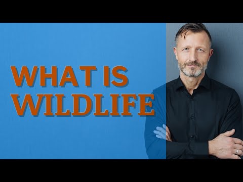 Wildlife | Definition of wildlife 📖 📖