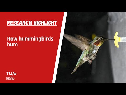 How hummingbirds hum