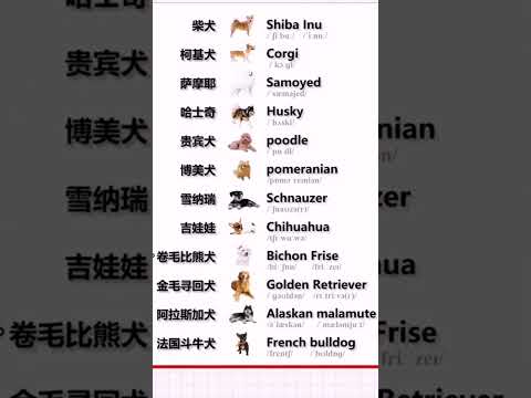 Learn Mandarin『pet dog breeds宠物狗品种』how to speak chinese#pinyin #shorts#shortvideo#chinesetones#中文