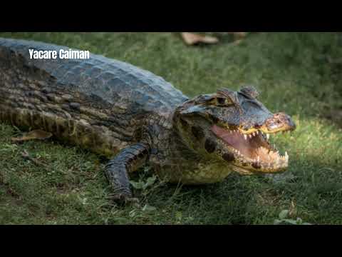 Animals That Start With Y 20 Youthful Animals