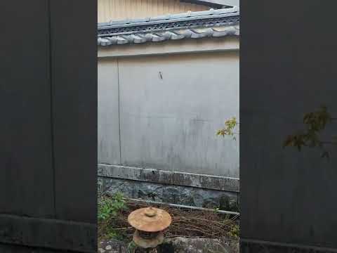 Mr #Mantis in the #garden today. #Japan #insect #wildlife