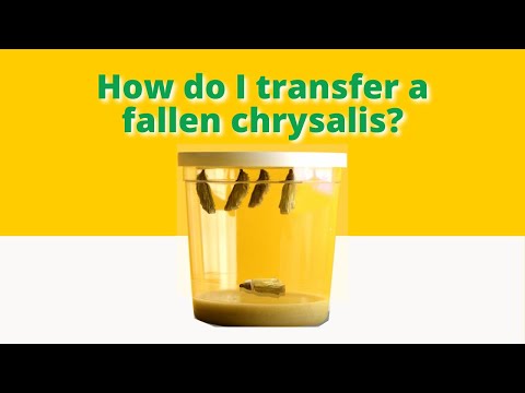 How To Transfer a Fallen Butterfly Chrysalis | Insect Lore