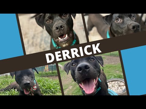 Dog for adoption - Derrick Doodle Ark, Fun Water Loving Boy, a Pit Bull ...