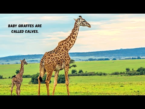 Giraffe – Safari Tall Tales