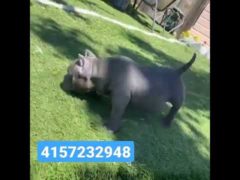 Cute micro bully puppies available for sale now only $1k, from tomorrow they'll cost 3k each