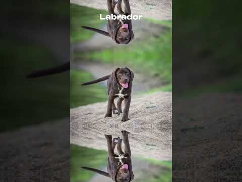 The Top 10 Characteristics of the Labrador Retriever