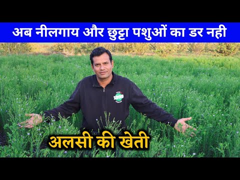 Flax Seed - Wholesale Price & Mandi Rate for Linseed in India