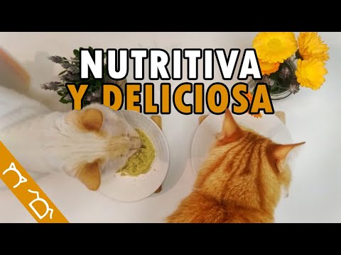 Comida Casera Para Gatos ft @cocinacongatos | Comida Húmeda Con Pollo O Pescado