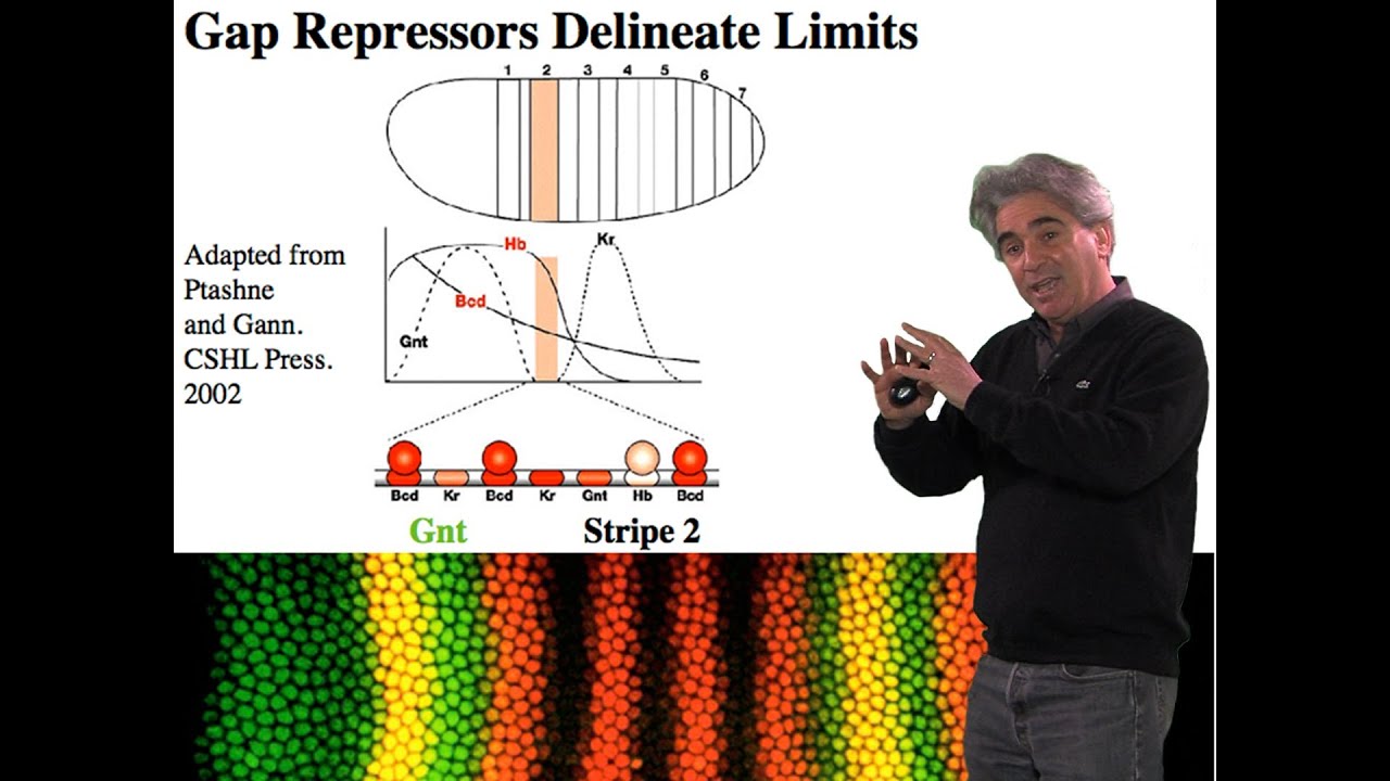 Mike Levine (UC Berkeley) Part 1: Transcriptional Precision: Enhancers
