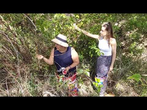 Traditional First Nations Dream Catchers and How to Make It