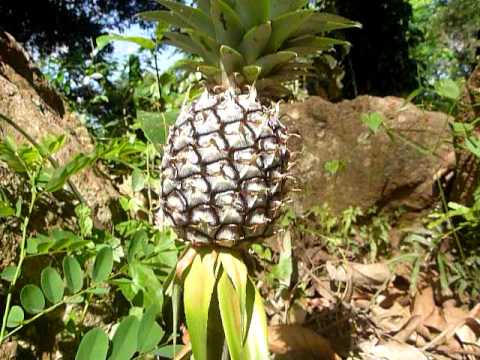 Sri Lanka,เทเทโเถปเท เถฝเถเถเท,Ceylon,Pineapple,Ananas Monaragala Area