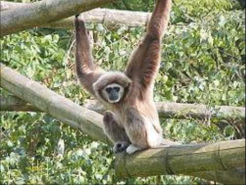 list of animals beginning with A