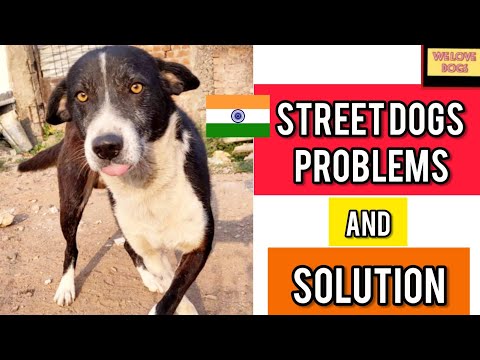 Indian Street dogs - problems and solutions in hindi | We Love Dogs