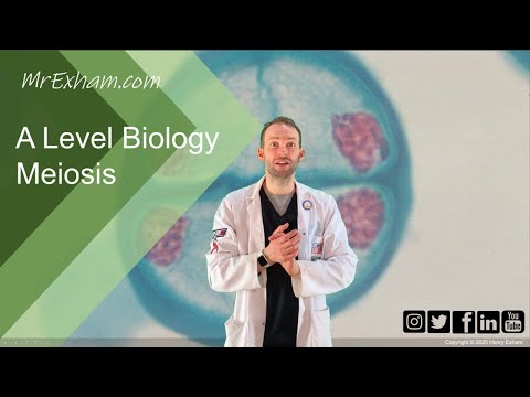 Meiosis and chromosome mutation - A Level Biology