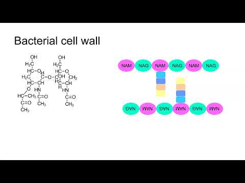 Bacterial Cell Wall PLPP