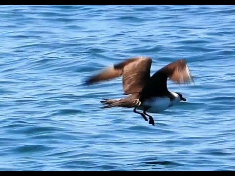 Parasitic Jaeger | Migratory Seabird | Breeds in Northern Hemisphere