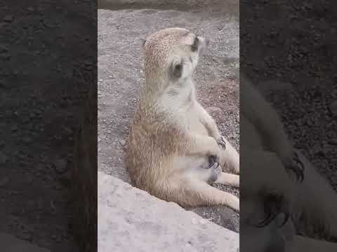 trying to talk with meerkat but nothing wants to hear my voice ๐ #shorts #meerkat