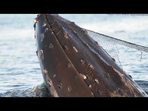 Who You Gonna Call? Helping BC’s Marine Mammals. – Marine Education and ...