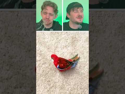 Funny Animals ๐ฆ๐น | 58