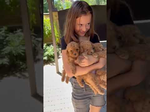 dog passion for dog lovers