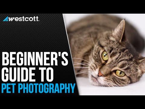 Pet Photography Tips and Techniques