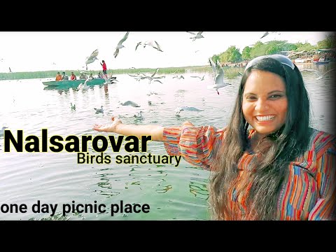 Nal Sarovar Bird Sanctuary | Best Place to visit near Ahmedabad |One Day Picnic place gujrat amdavad