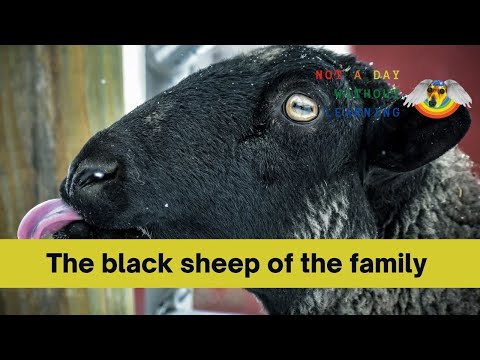 The black sheep of the family - an idiom