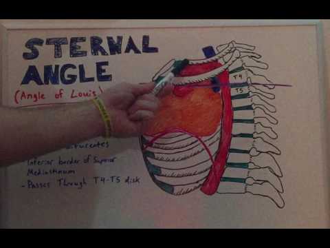 Sternal Angle - Anatomy Lecture for Medical Students - USMLE Step 1