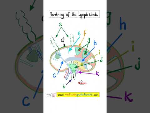 What's Lymph? Anatomy of Lymph Node (Part 2)...Anatomy Quiz (#13)