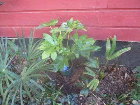 How to plant Fatsia japonica