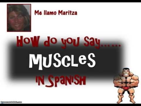 How Do You Say Muscles In Spanish