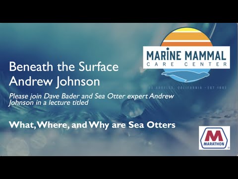 Beneath The Surface: All About Otters