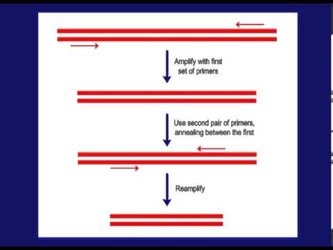 Polymerase chain reaction(PCR) Video Lecture - Biotechnology ...
