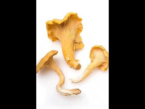 Chanterelle mushroom. #chanterellemushroom #vinglish #english #pronoun #vocabulary