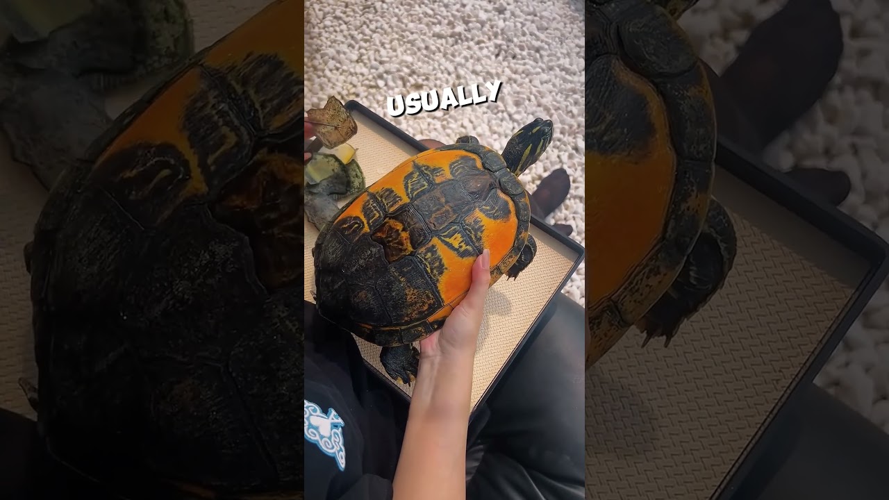 The Heartwarming Rescue of a Lucky Turtle | Galaxy.ai