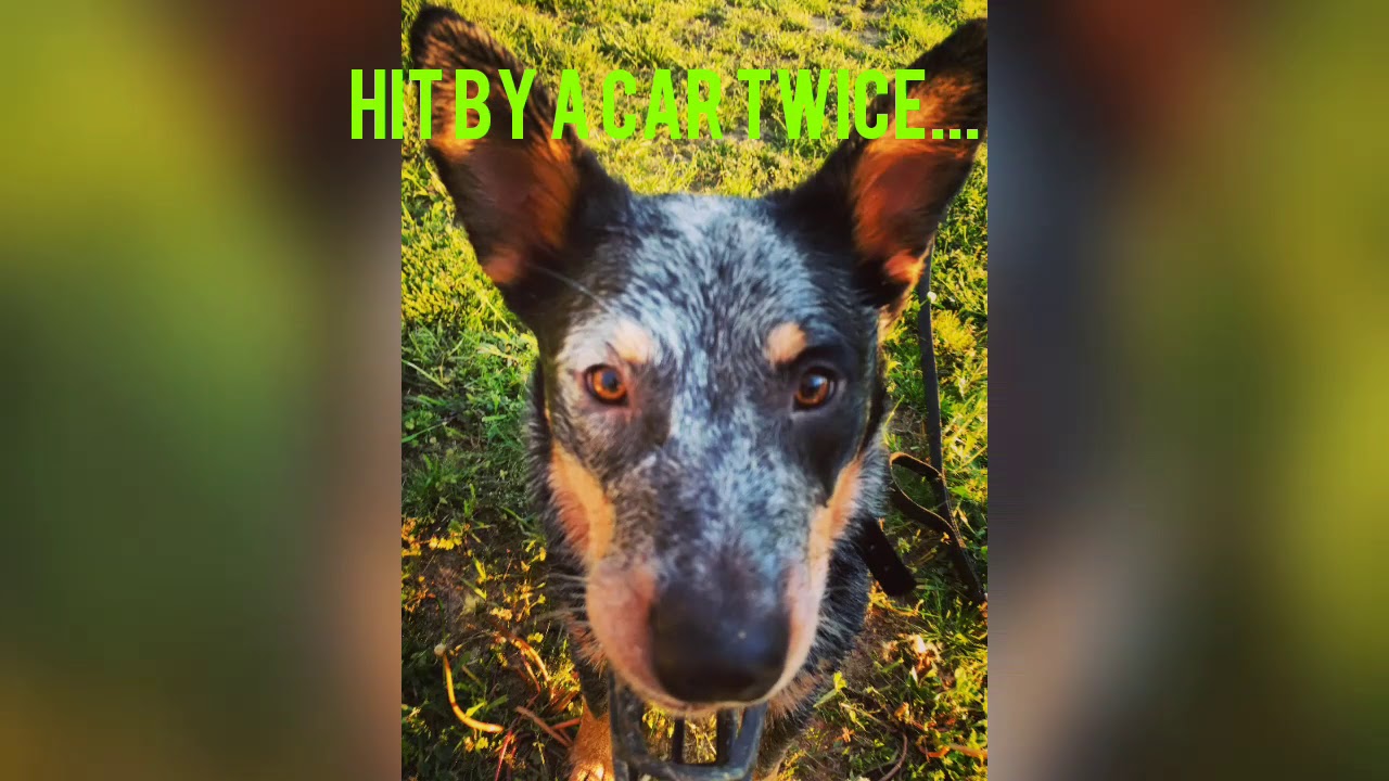 Arya- ACDRA Superdog 2018