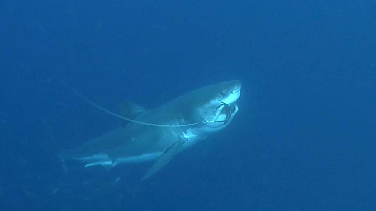 SHARKIVES Ep. 4 | DIVIDE AND CONQUER