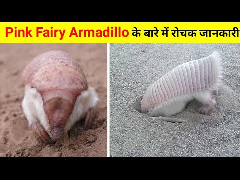 Pink Fairy Armadillo Ke bare mein rochak jankari | pink fairy armadillo facts