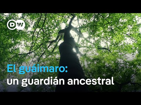 Maya Nut Trees / Guáimaro – making a forest too valuable to cut down ...
