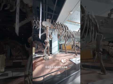 Science Museum of Minnesota: Amazing Dinosaur Displays