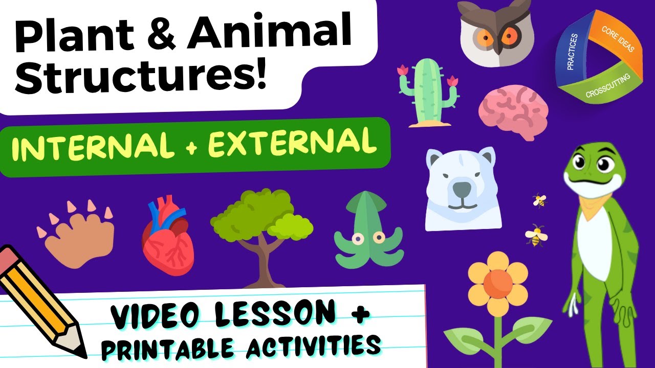 Plant & Animal Structures for Kids! Internal & External Structures | NGSS 4-LS1-1 | 4th Grade 🌱🐕🫀